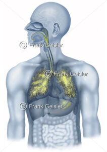 Anatomie Atemwege, Verteilung von Aerosolen im Körper nach Inhalation ...