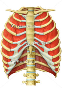 Anatomie Brustkorb, Rippen Costae mit Zwischenrippenmuskeln ...