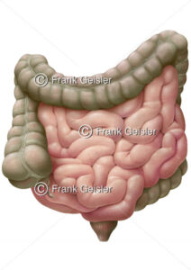 Anatomie Darm, Dünndarm Intestinum und Dickdarm Colon des Menschen ...