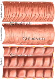 Anatomie Darm, Falten in Leerdarm, Krummdarm und Dickdarm – Medical ...