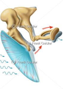 Anatomie Hörorgan Ohr, Trommelfell (Membrana tympani) mit Gehörknöchelchen (Ossicula auditus ...