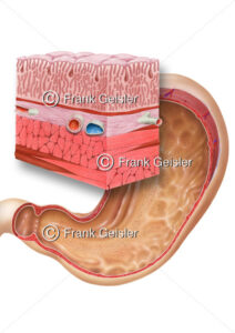 Anatomie Magen, Histologie der Magenschleimhaut Tunica mucosa gastrica ...