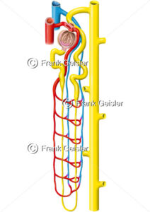 Anatomie Nephron mit Nierenkörperchen und Tubulussystem der Niere ...