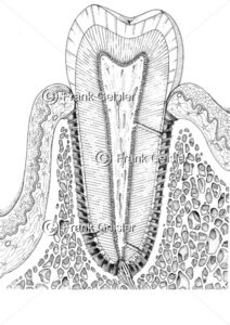 Anatomie Zahn, Zahnaufbau – Medical Pictures