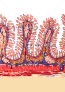 Histologie Darmwand mit Zotten des Duodenum (Zwölffingerdarm) – Medical Pictures