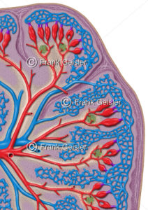 Histologie Gewebe der Milz (Splen, Lien) – Medical Pictures