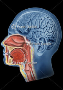 Medical Art Anatomie Kopf mit Nasenhöhle, Mundhöhle und Rachen ...