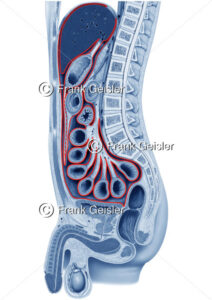 Medical Art Anatomie innere Organe mit Bauchfell Peritoneum beim Mann ...