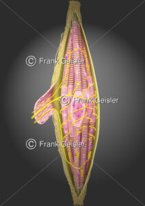Muskelspindel, Sinnesorgan der Muskeln in Skelettmuskulatur – Medical ...