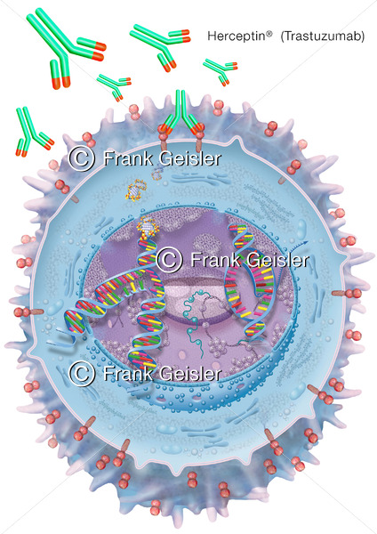 Trastuzumab (Herceptin®), Antikörper gegen Brustkrebs und Magenkrebs ...